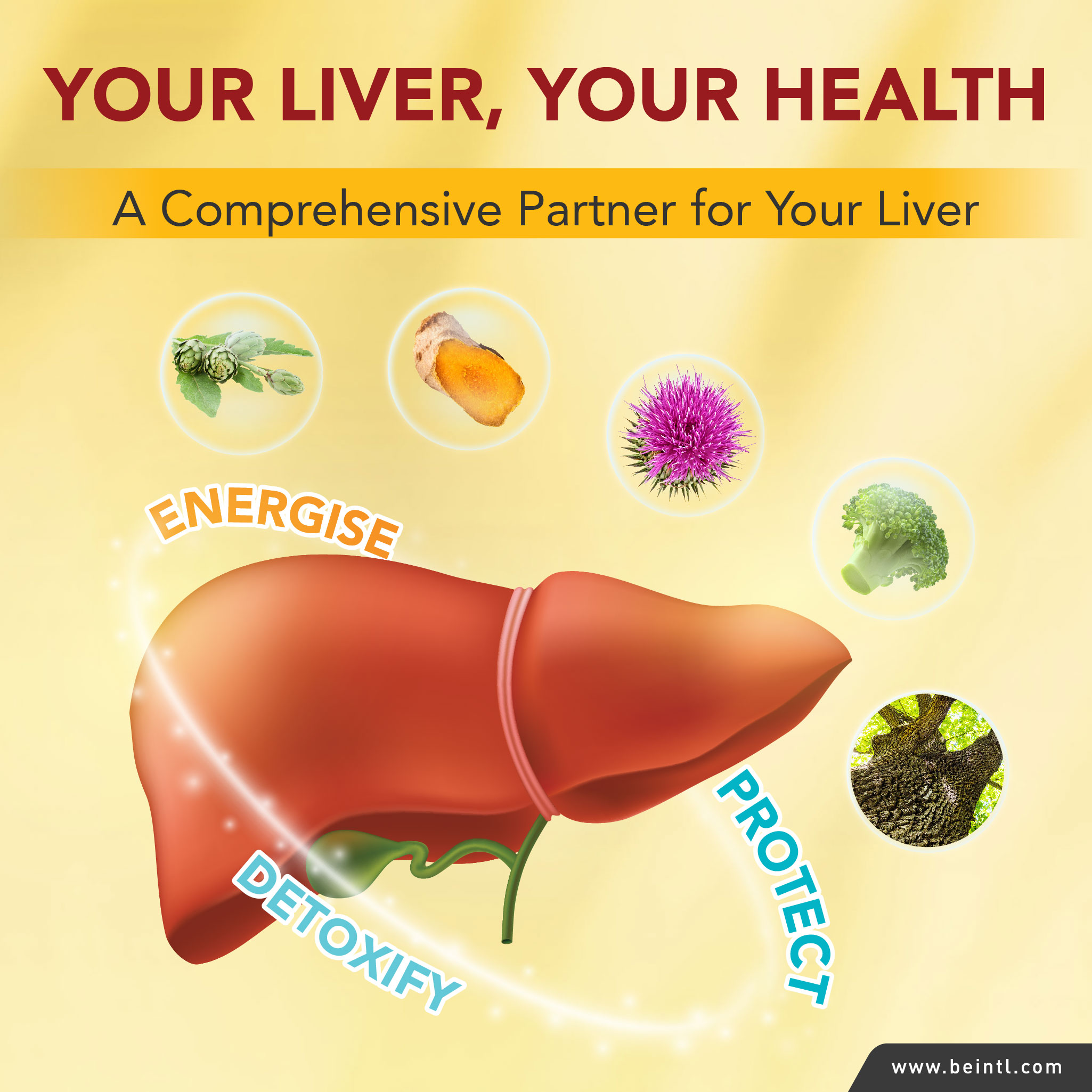 Your Liver, Your Health. A Comprehensive Partner for Your Liver - BE ...