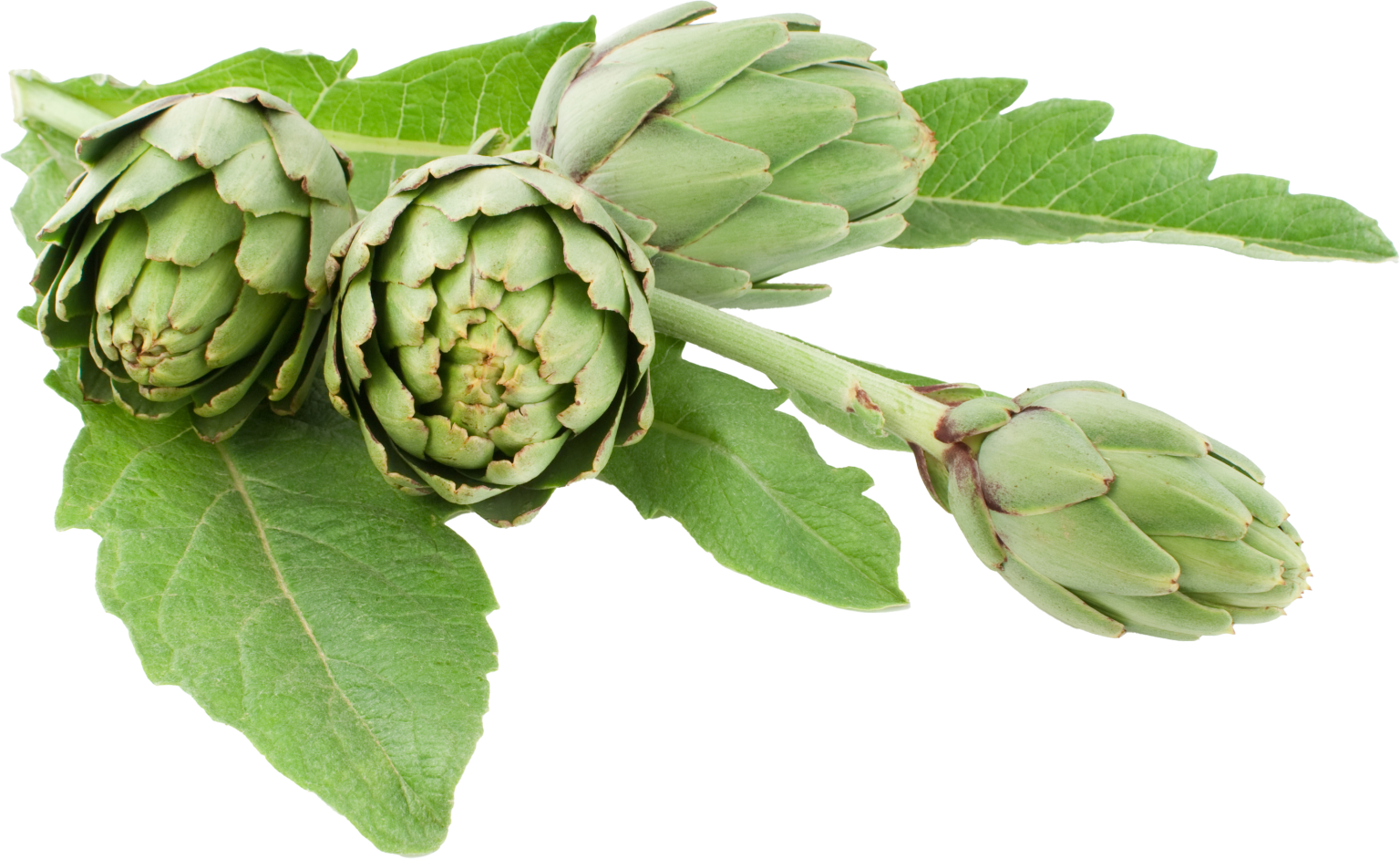 BElixz LIVCORE - BE International Sdn Bhd