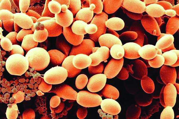 BElixz N’exBio - BE International Sdn Bhd